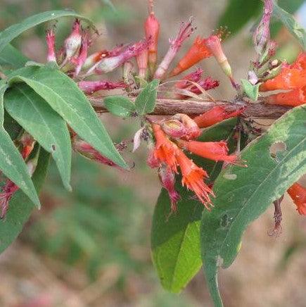 Woodfordia fruticosa,Fire Flame Bush — Mahindra Nursery