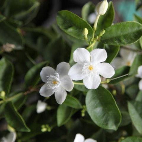 Buy the Stunning Wrightia Antidysenterica Major, Easter Tree Big, and ...